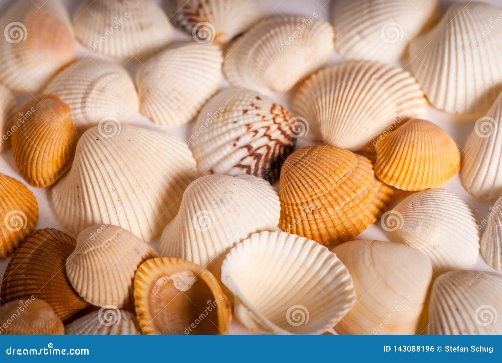 Mussel Shells - Colorful Molusces Stock Photo - Image of color, habitat ...