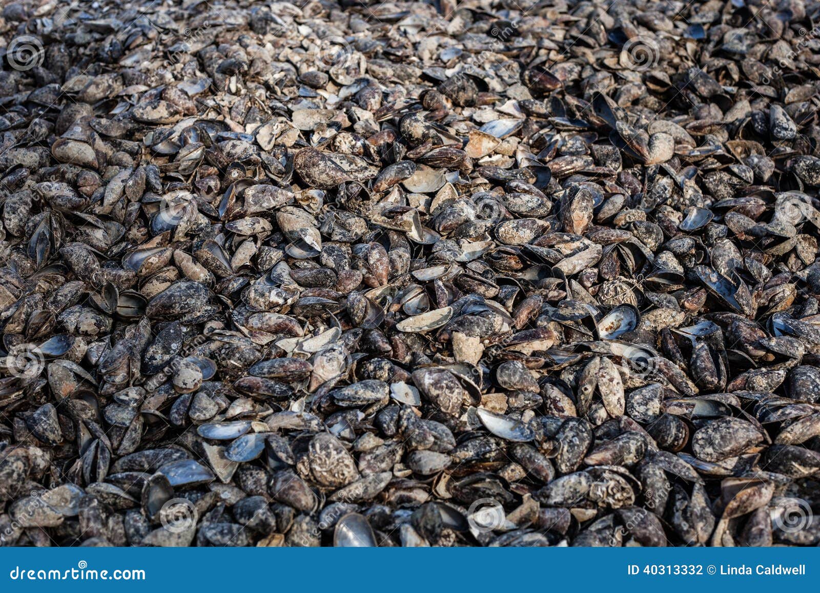 Mussel shells stock photo. Image of mussels, objects - 40313332