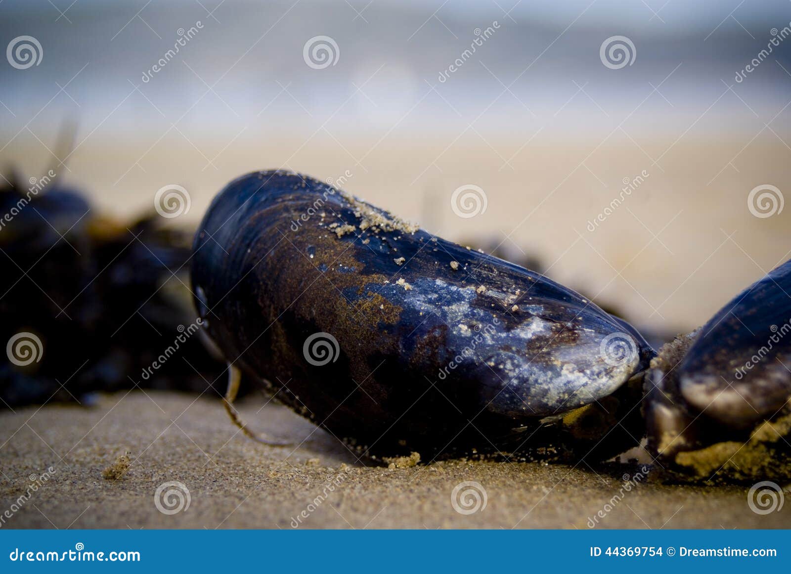 Mussel Shells stock photo. Image of moules, beach, daytrip - 44369754