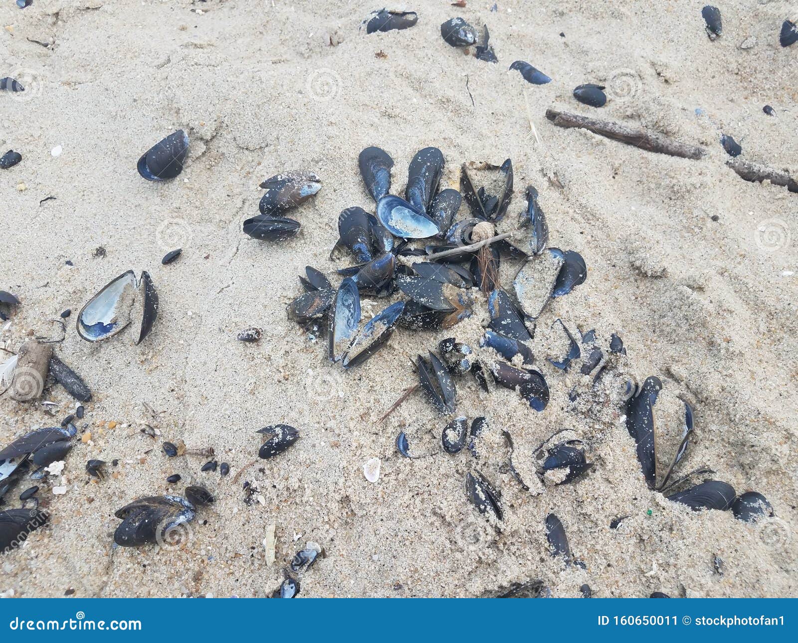 Mussel Shells and Sand and Sticks on Beach Stock Image - Image of sand ...