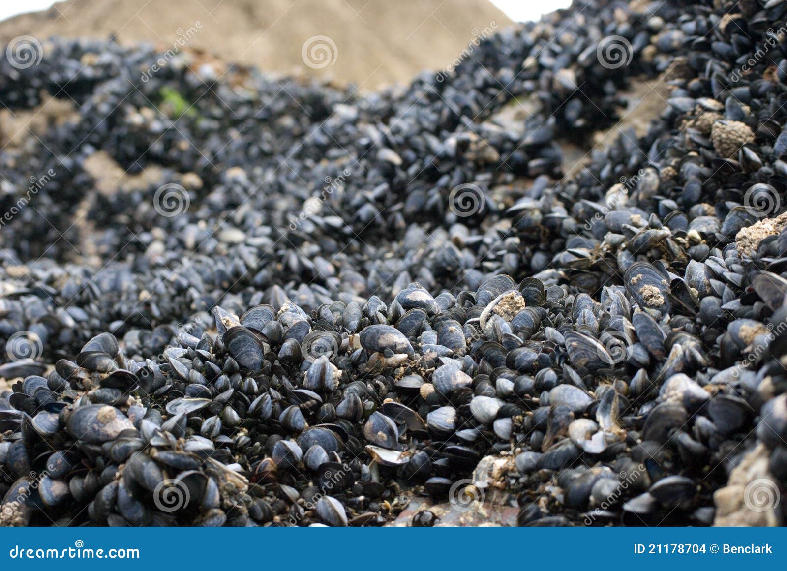 Mussel shells on wet rock stock photo. Image of mussels - 21178704