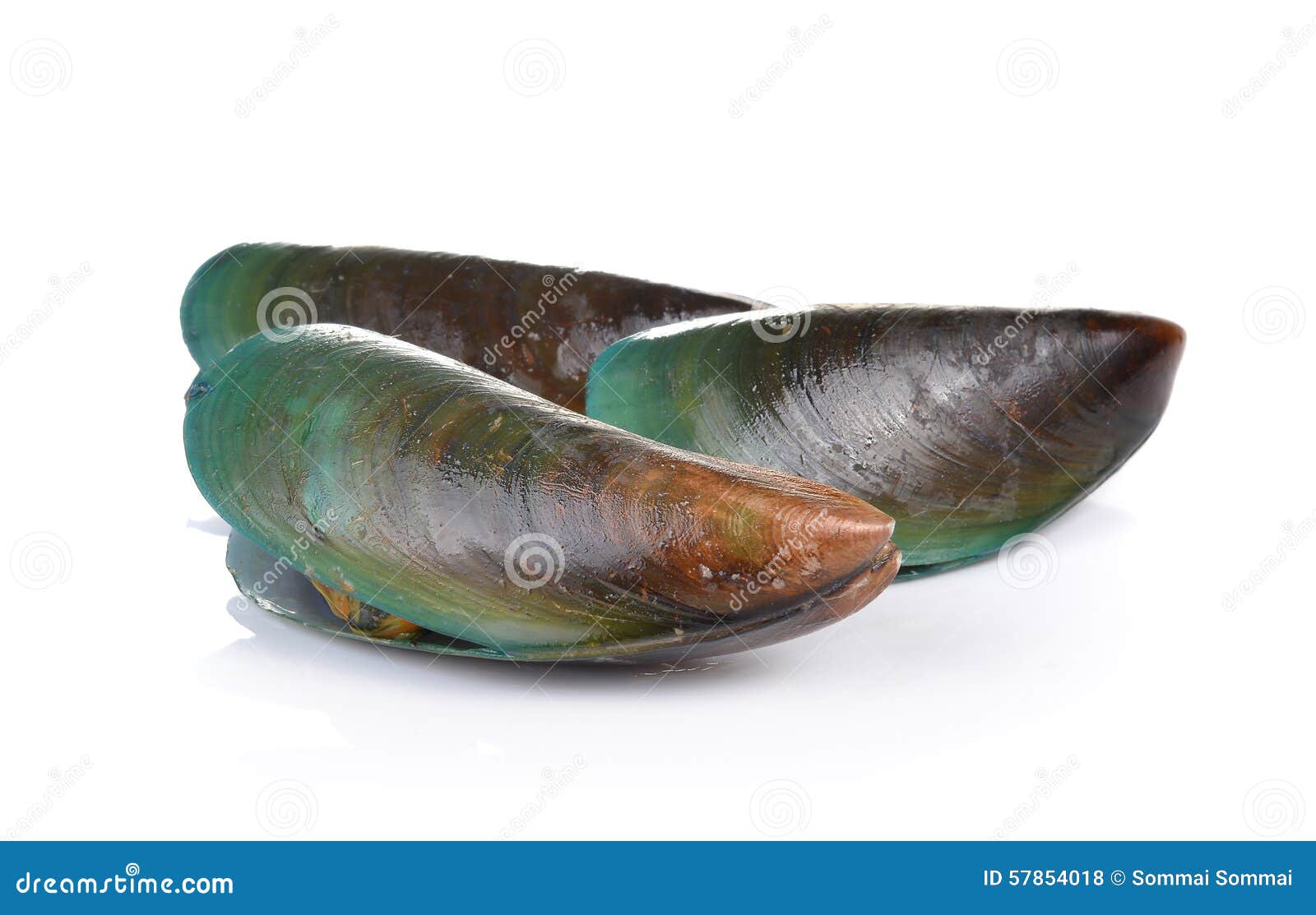 Mussel on white background stock photo. Image of ingredient - 57854018