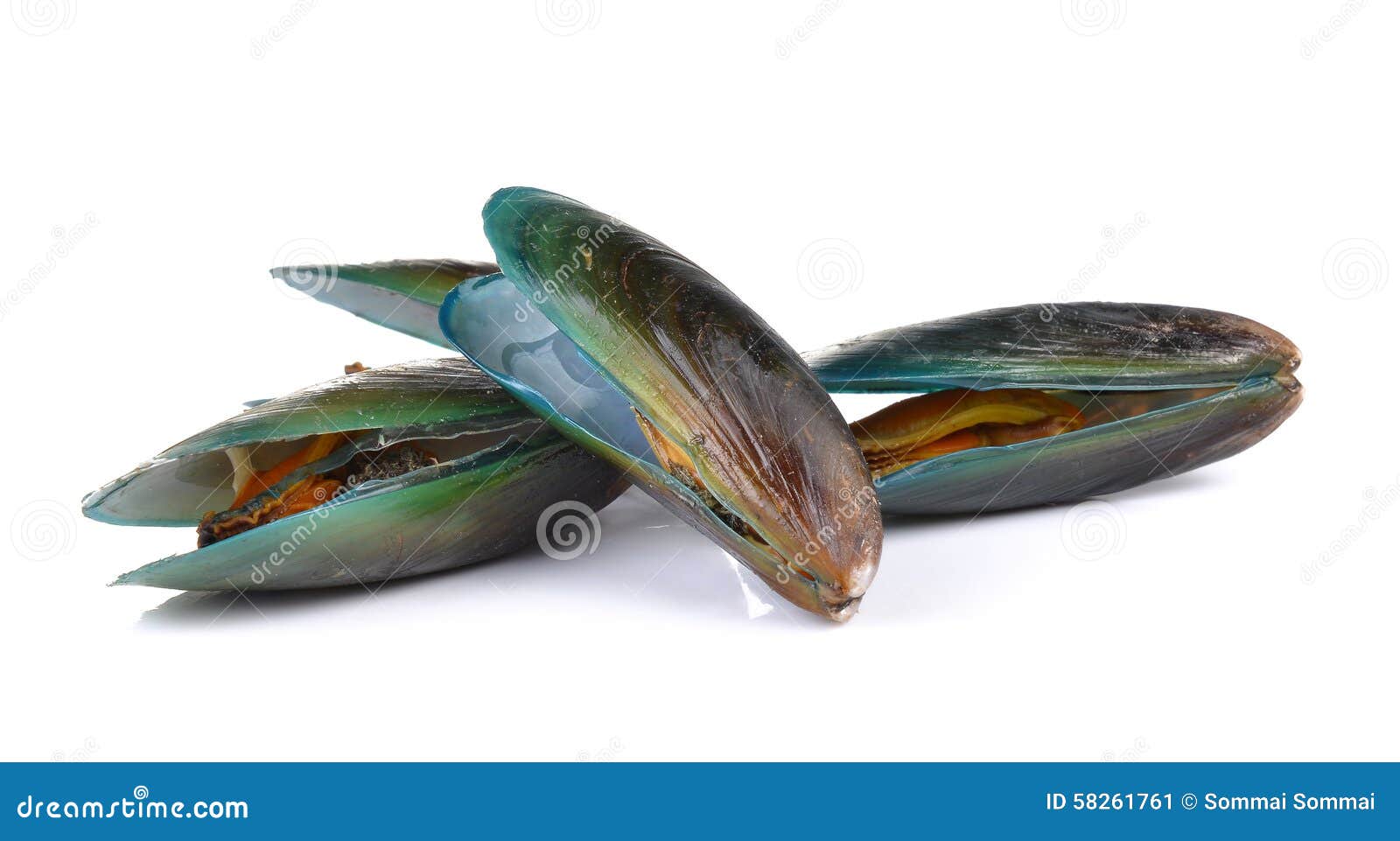 Mussel on white background stock image. Image of black - 58261761