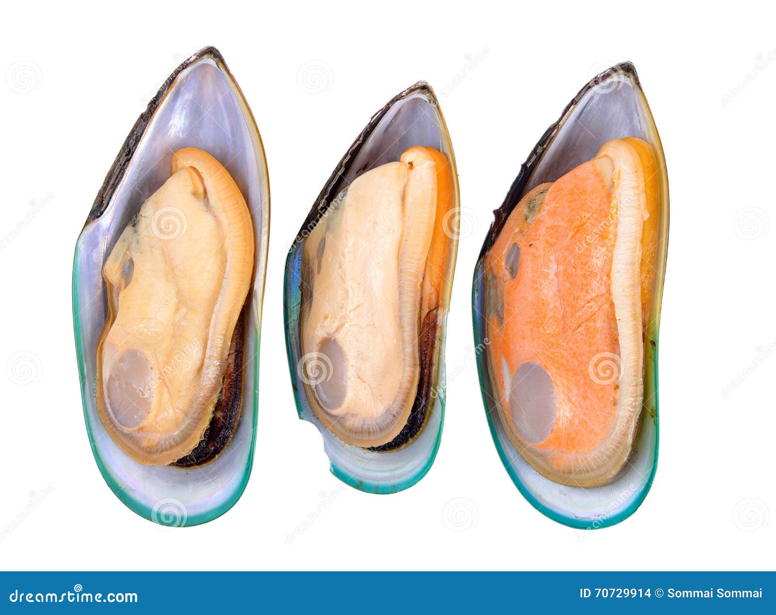 Mussel on white background stock photo. Image of shell - 70729914