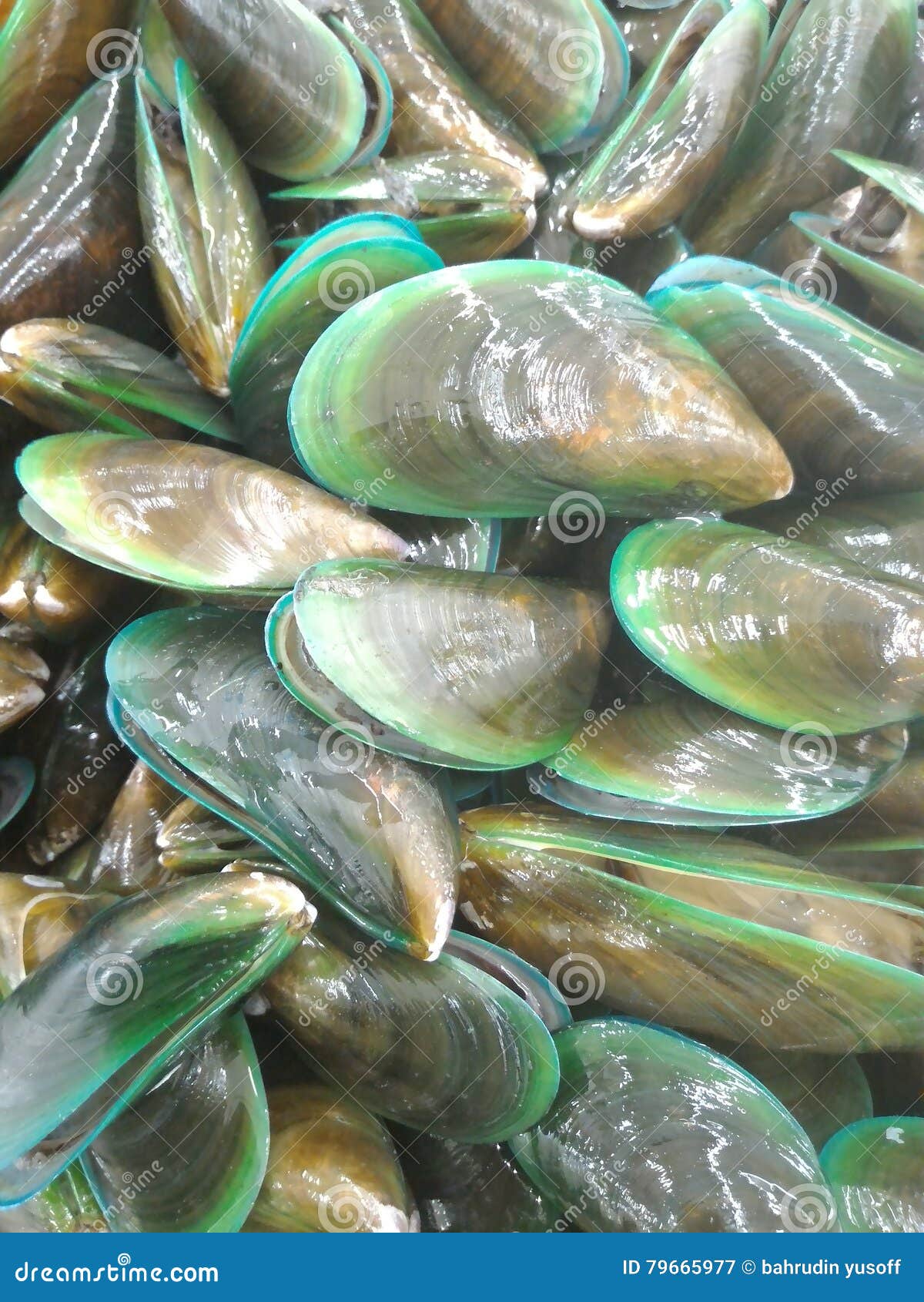 Mussell stock image. Image of mussell, healhty, ocean - 79665977