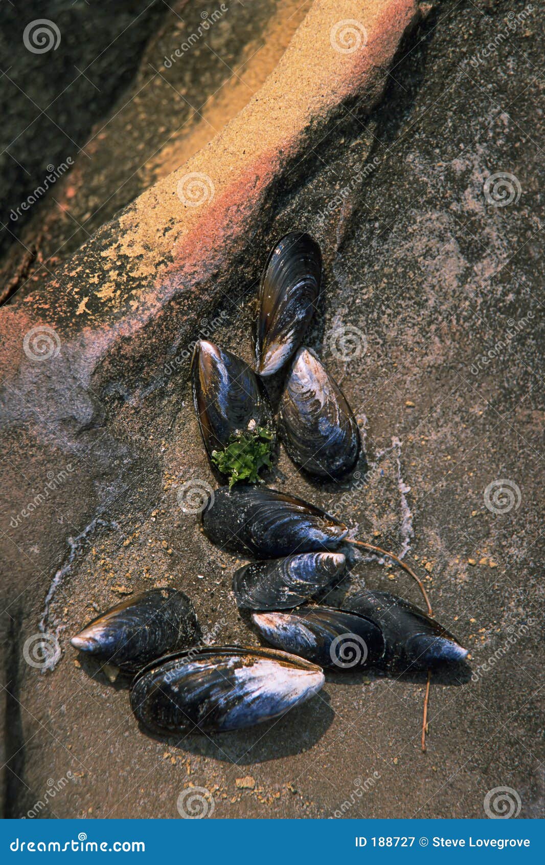 Mussell Shells stock image. Image of seafood, animal, shell - 188727