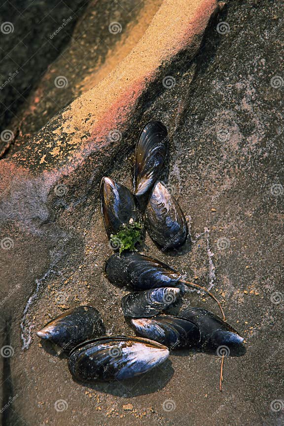 Mussell Shells stock image. Image of seafood, animal, shell - 188727