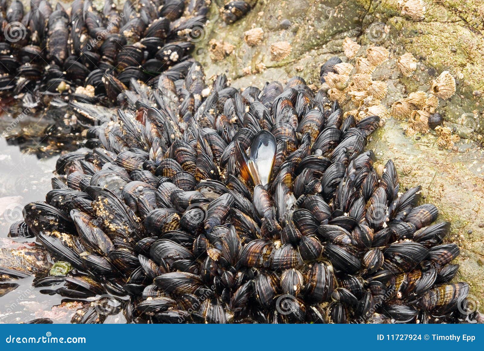 Mussells in a tidal pool stock photo. Image of marine - 11727924