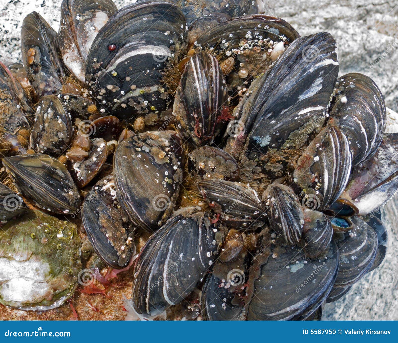 Mussels 1 stock photo. Image of tide, summer, backgrounds - 5587950