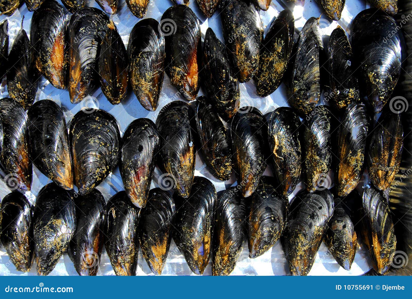 Mussels stock image. Image of fishing, mussels, food - 10755691