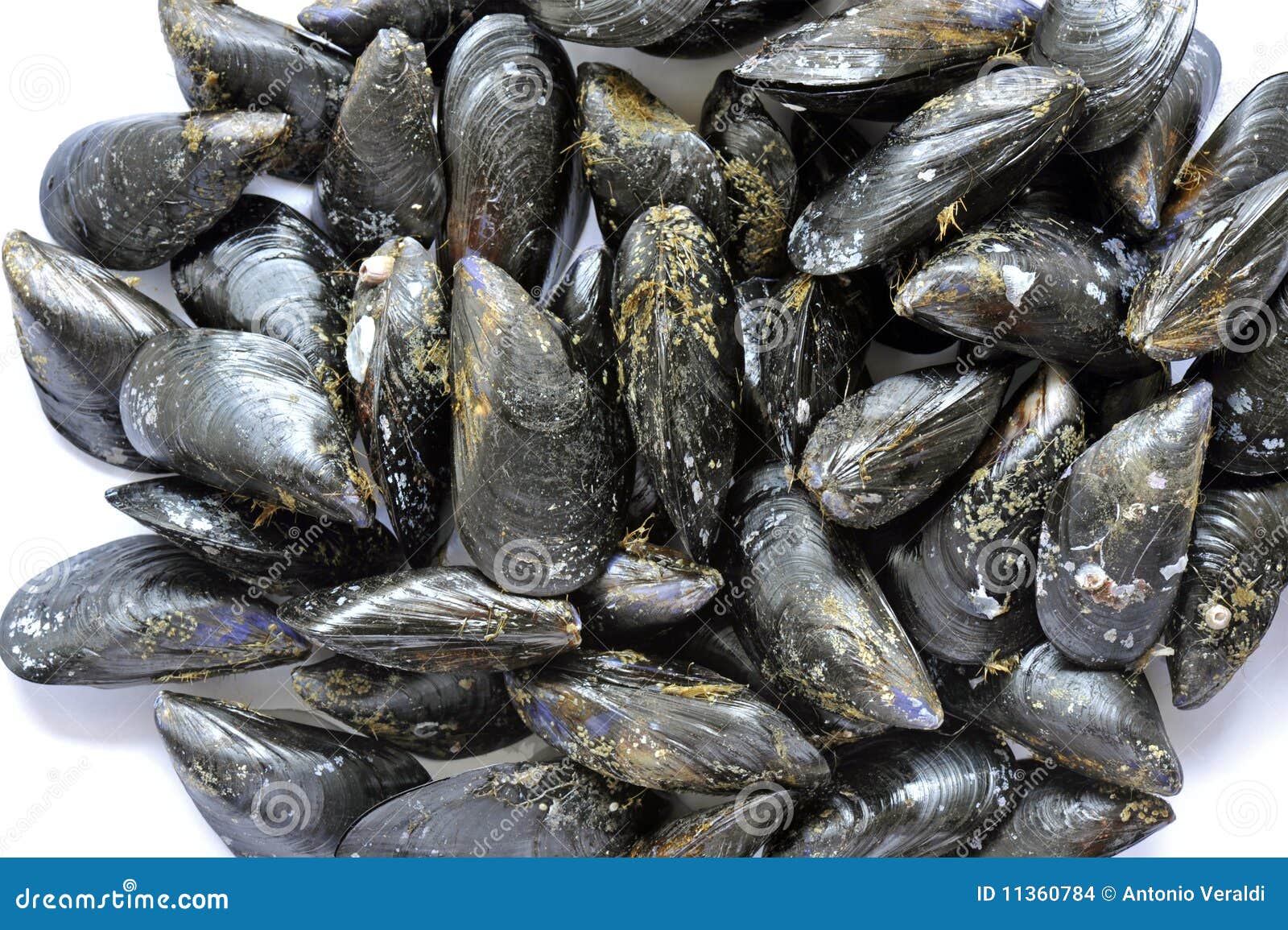 Mussels stock photo. Image of habitat, edible, cuisine - 11360784