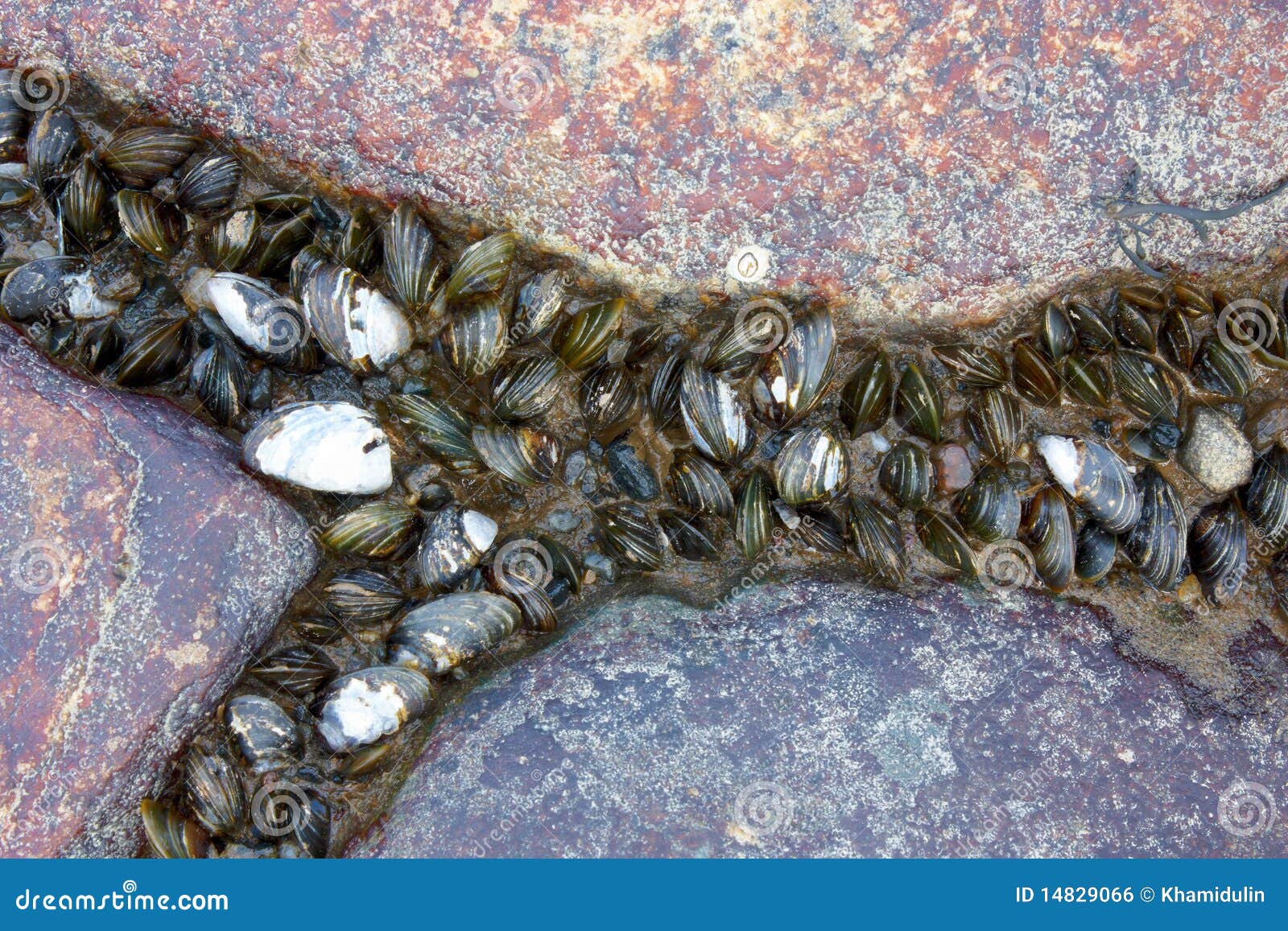 Mussels stock photo. Image of delicacy, ocean, texture - 14829066