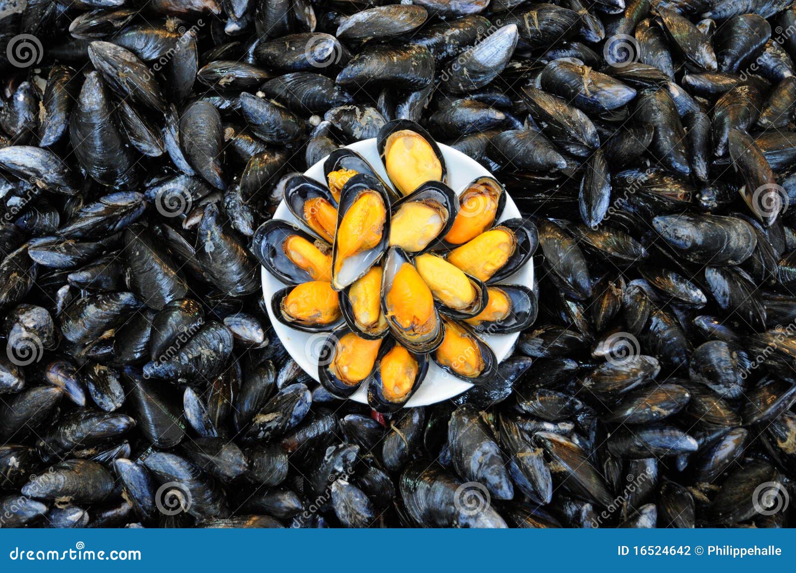 Mussels stock photo. Image of health, culturist, merchant - 16524642