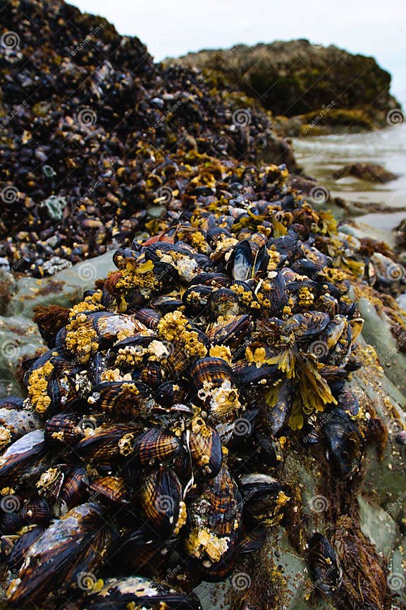 Mussels stock image. Image of pool, aquatic, park, rock - 27748171