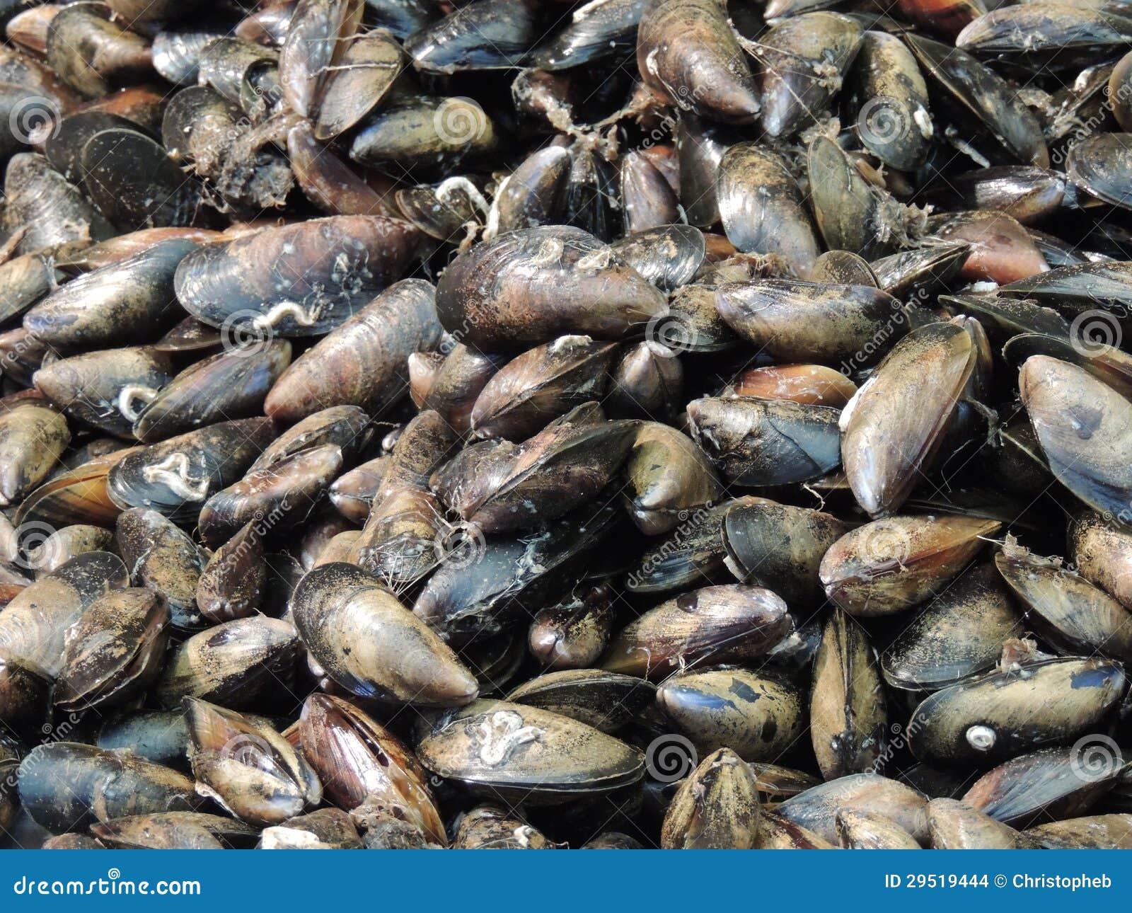 Mussels stock photo. Image of fishmonger, kennel, mold - 29519444