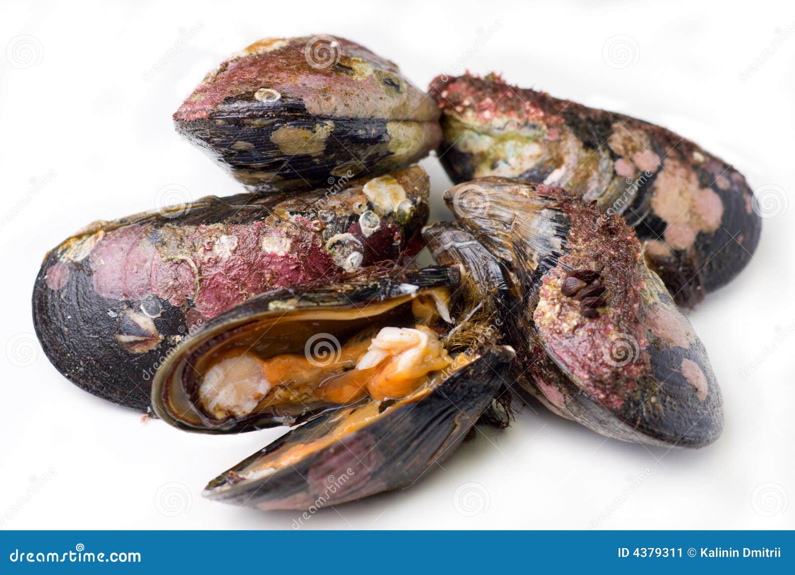 Mussels stock image. Image of dieting, freshness, domestic - 4379311