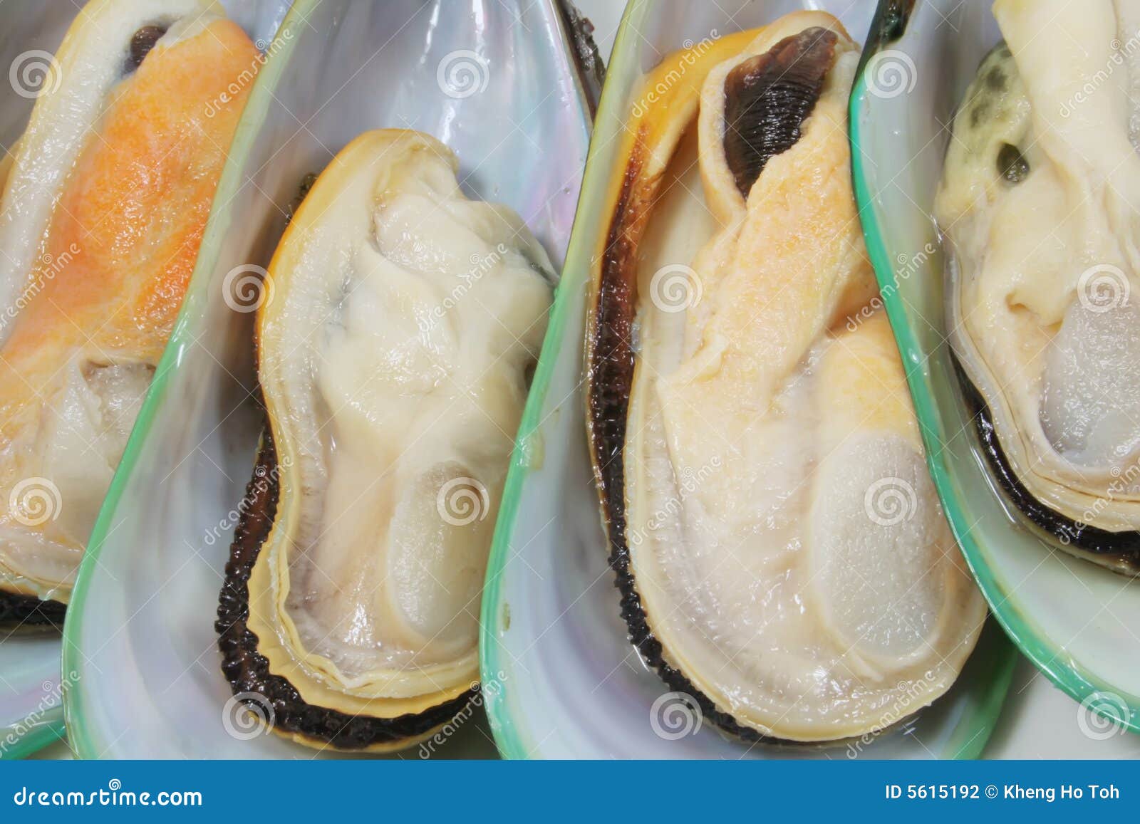 Mussels stock photo. Image of mollusks, mollusk, shellfish - 5615192