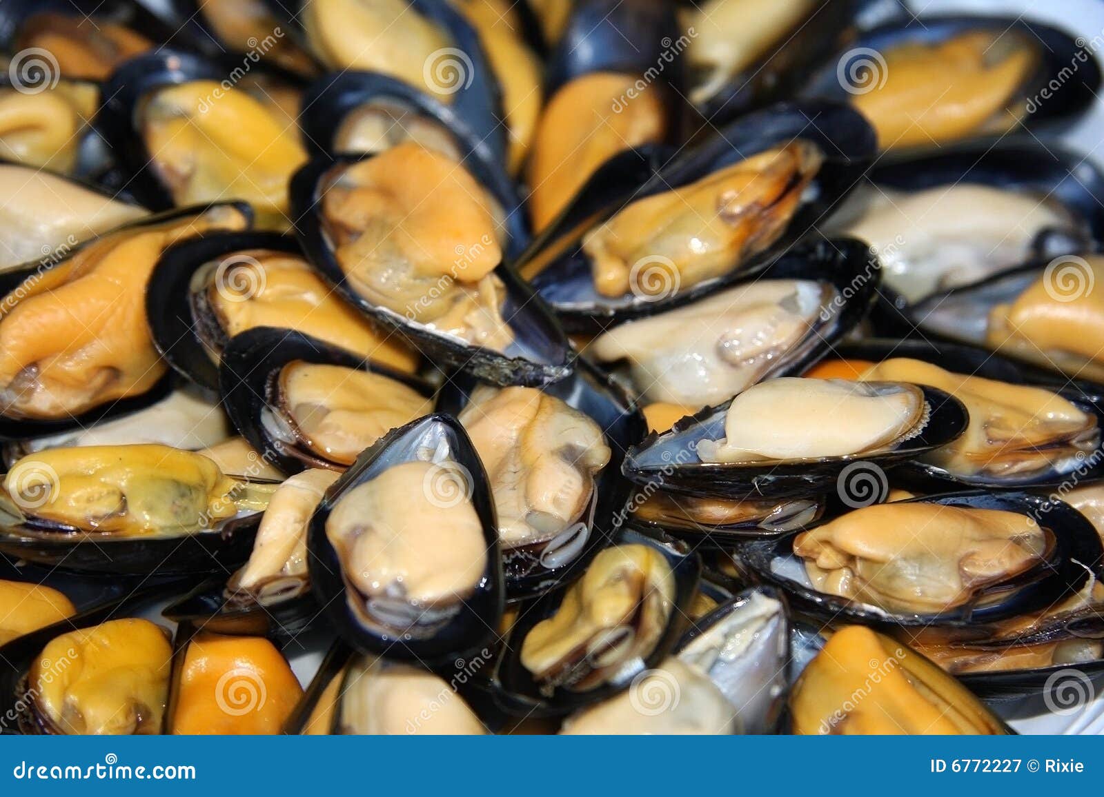 Mussels stock image. Image of fresh, invertebrate, background - 6772227