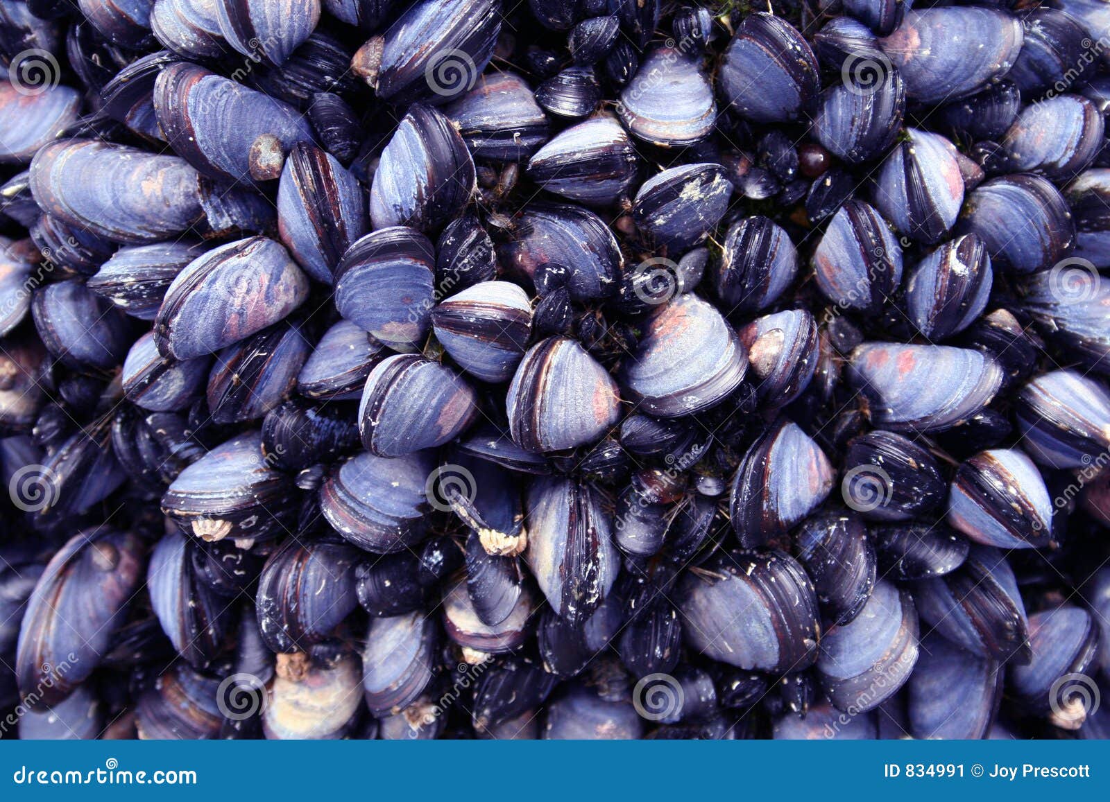 Mussels stock image. Image of coast, background, abstract - 834991