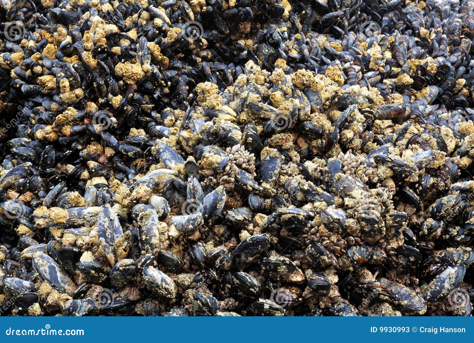 Mussels stock image. Image of underwater, pool, wildlife - 9930993