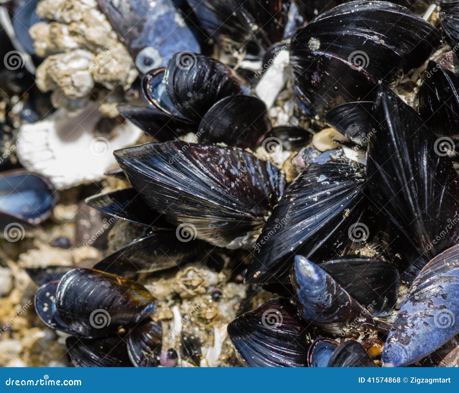 Mussels Attached To Rocks at the Ocean Stock Photo - Image of water ...