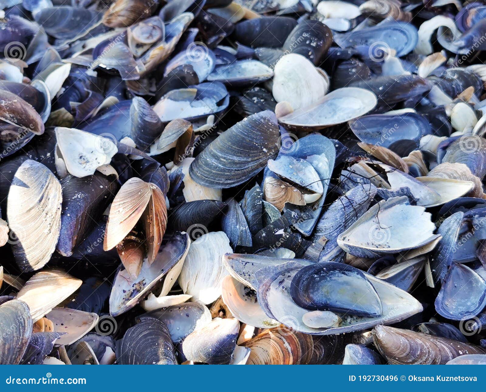 Mussels. Background from Empty Mussel Shells Stock Photo - Image of ...
