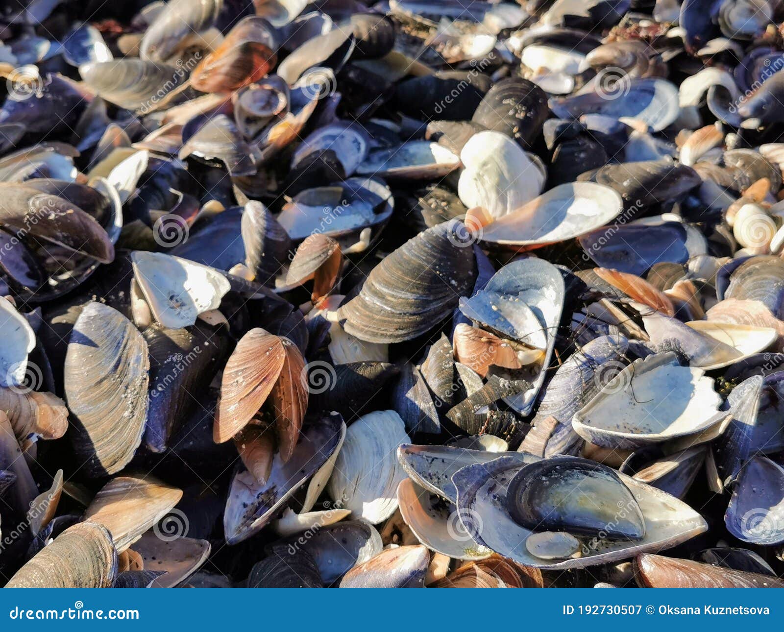 Mussels. Background from Empty Mussel Shells Stock Image - Image of ...