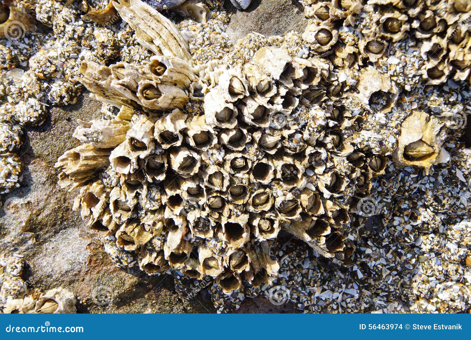 Mussels and barnacle stock photo. Image of invertebrate - 56463974