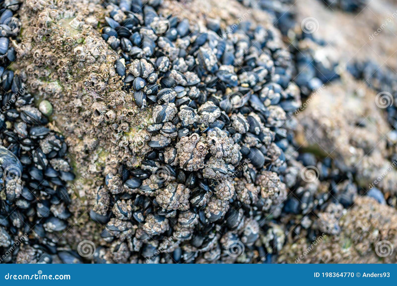 Mussels and Barnacles Clustered on Rocks Stock Photo - Image of coastal ...