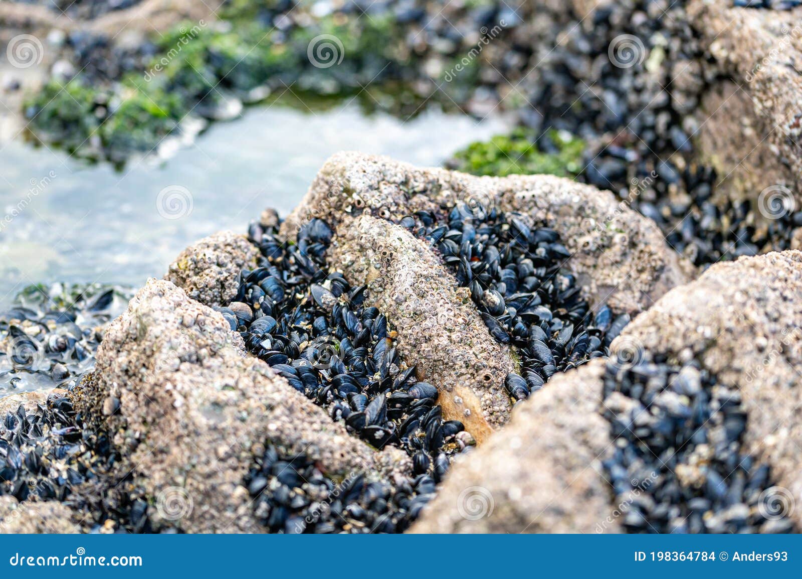 Mussels and Barnacles Clustered on Rocks Stock Photo - Image of nature ...
