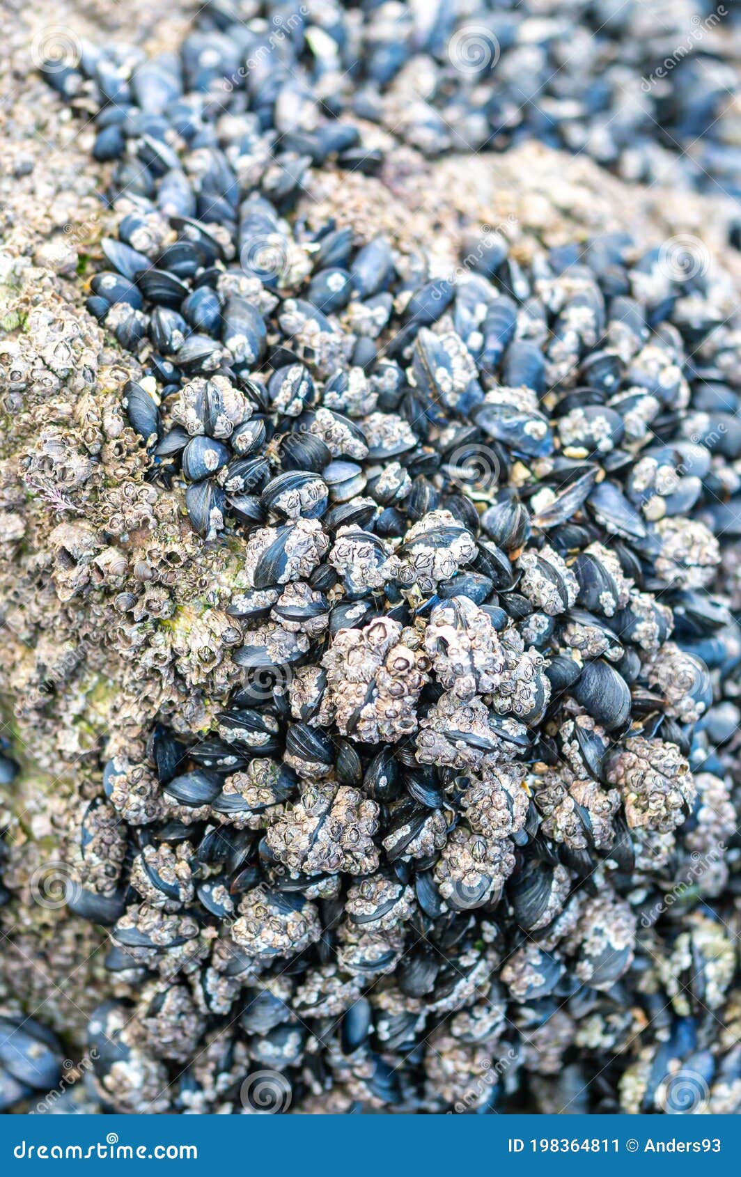 Mussels and Barnacles Clustered on Rocks Stock Image - Image of park ...