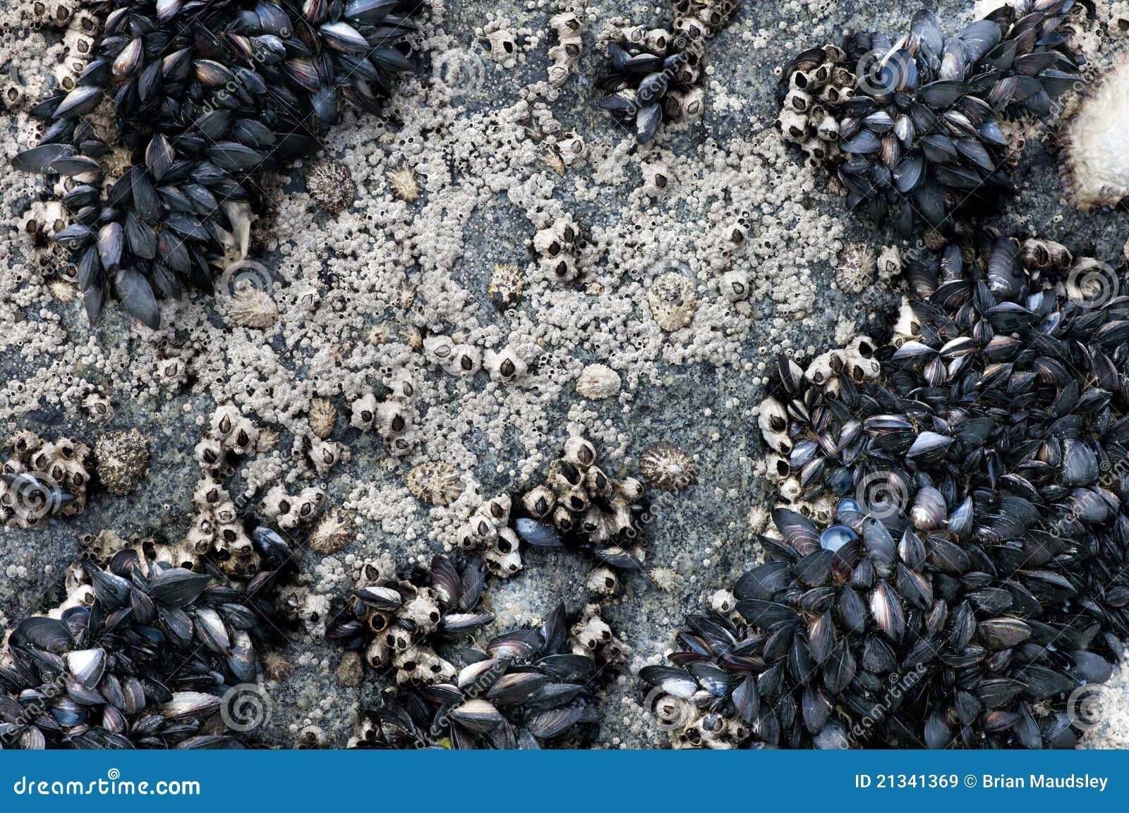 Mussels And Barnacles Clustered On Rocks Stock Photography ...