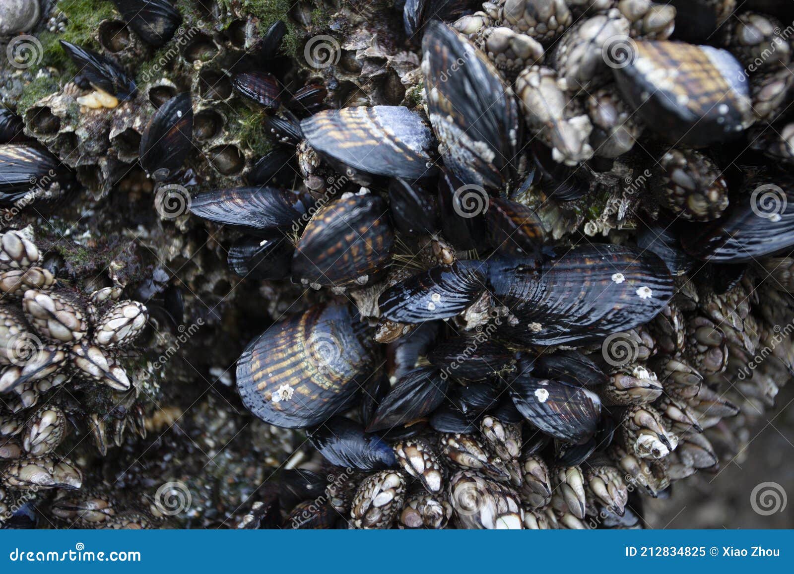 Mussels and Barnacles on Reef Stock Image - Image of coast, barnacle ...