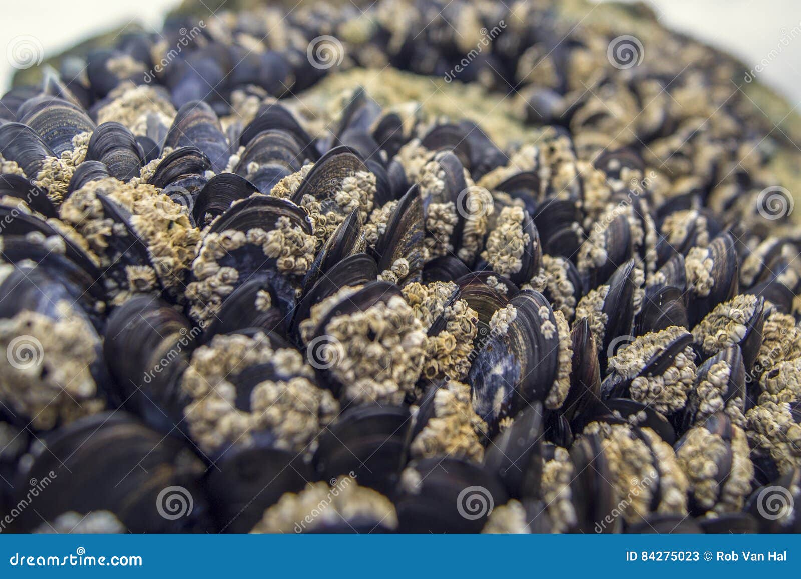 Mussels at the beach stock image. Image of outdoor, healthy - 84275023