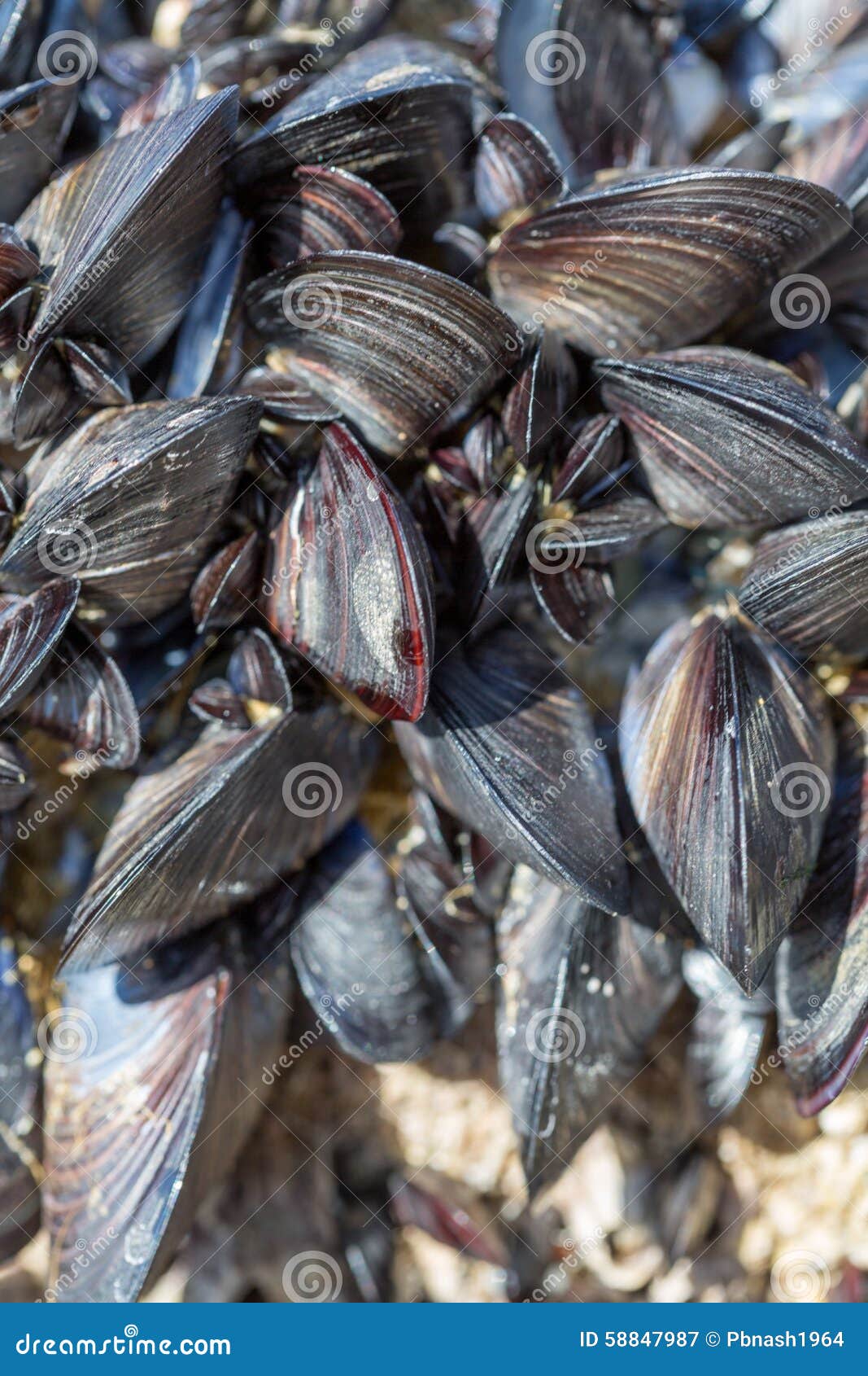 Mussels on the beach stock image. Image of mussel, color - 58847987