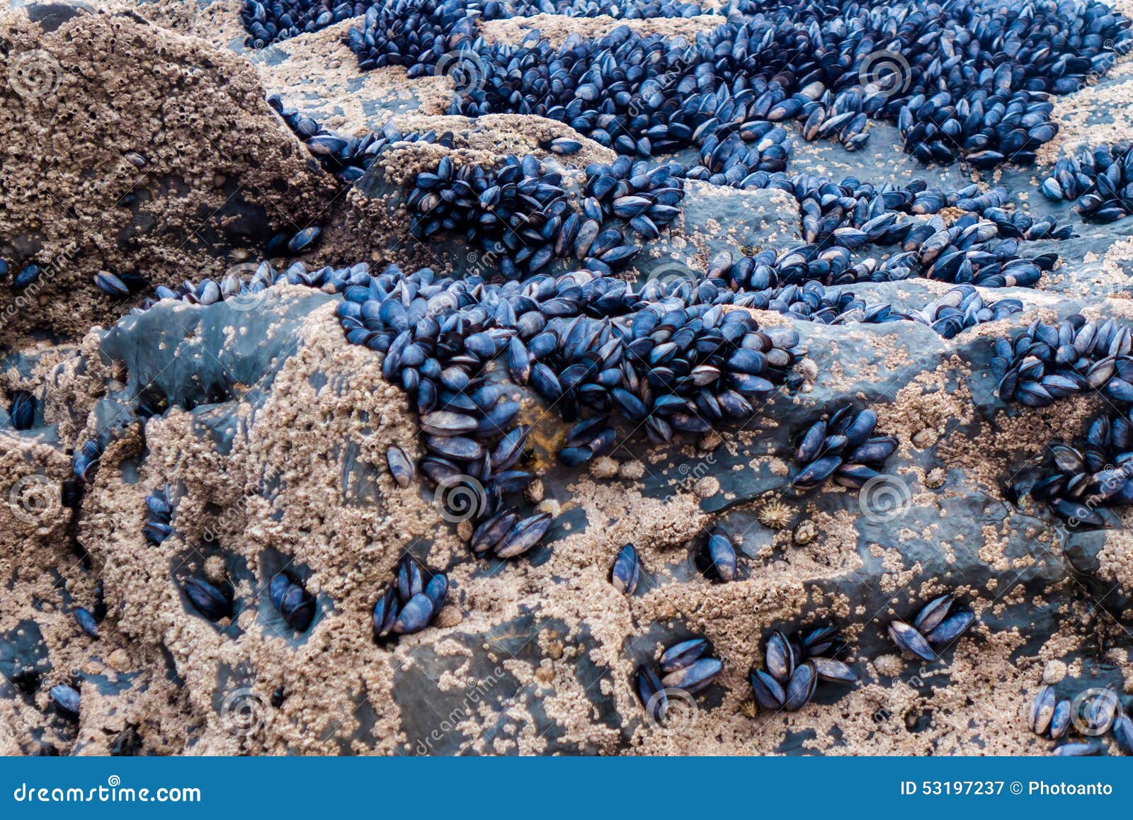 Mussels stock image. Image of close, nature, mussels - 53197237