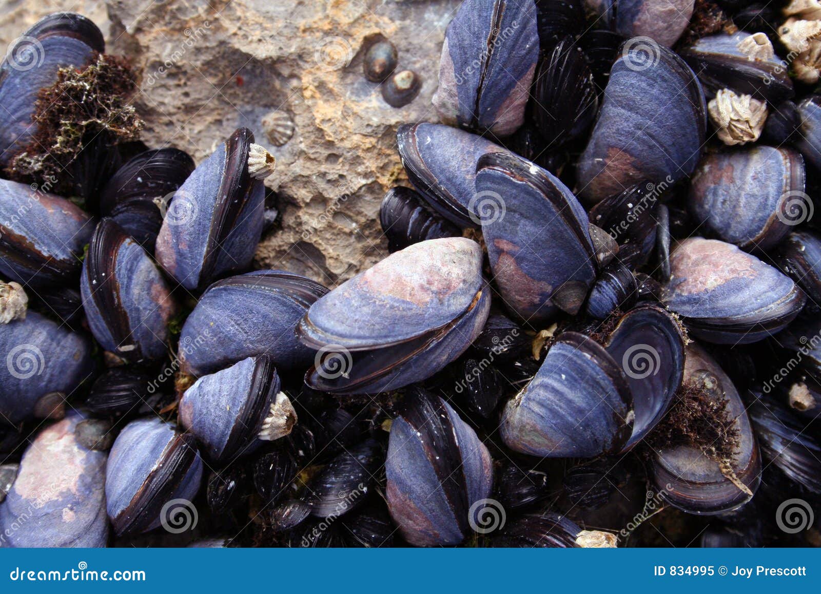 Mussels Closeup stock image. Image of seafood, beach, mollusk - 834995