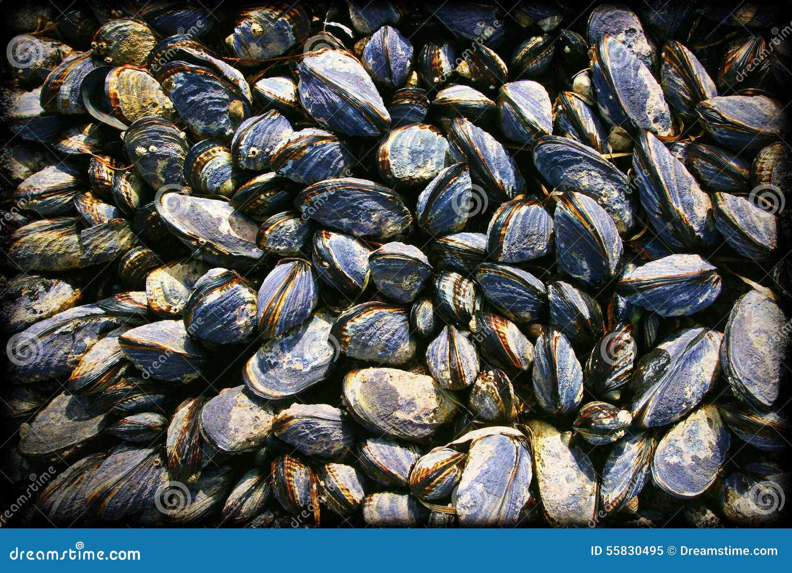 Mussels stock image. Image of mussels, seashells, shellfish - 55830495