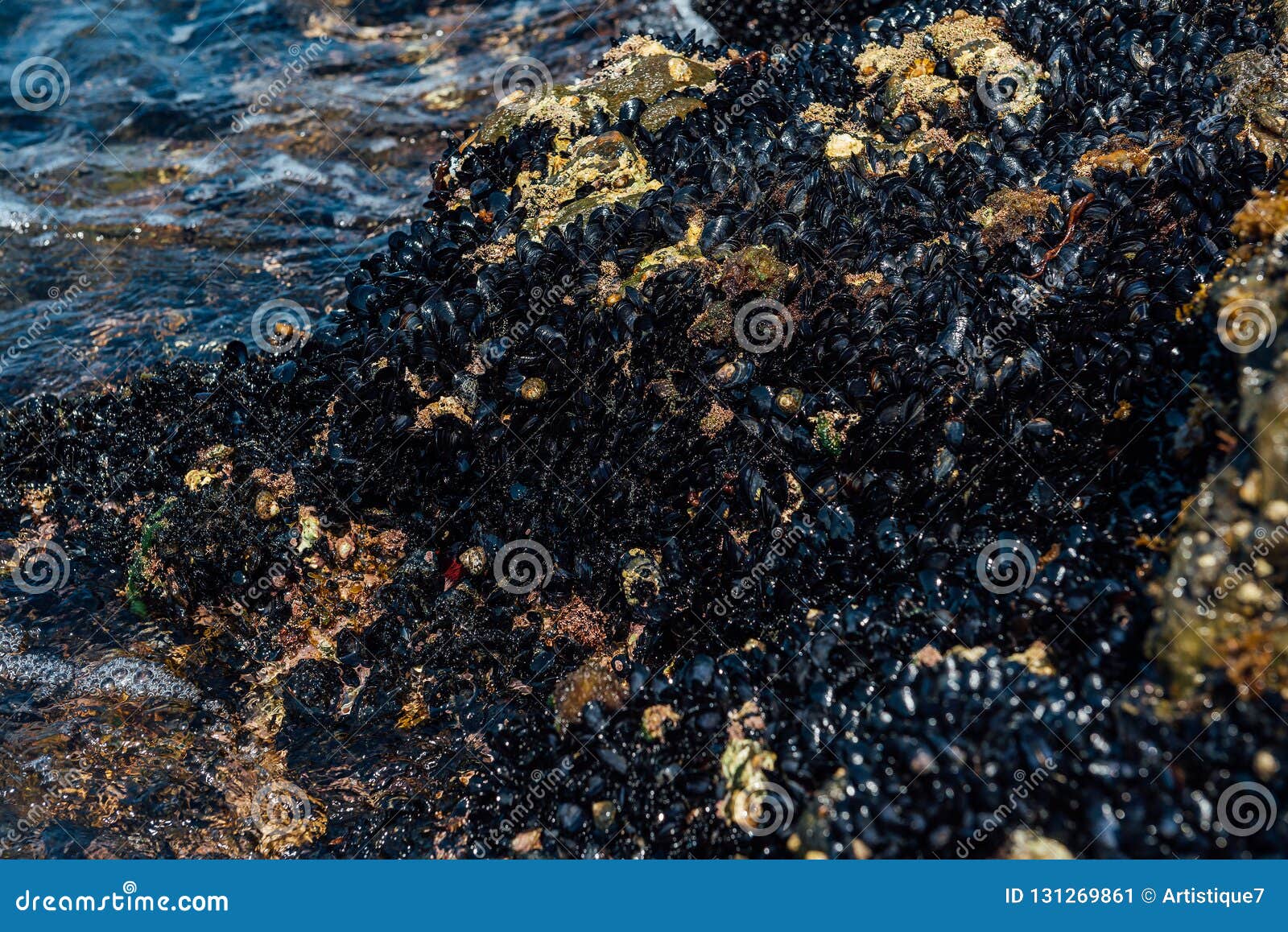 Mussels` Colony on the Sea Shore Stock Image - Image of grass, ocean ...