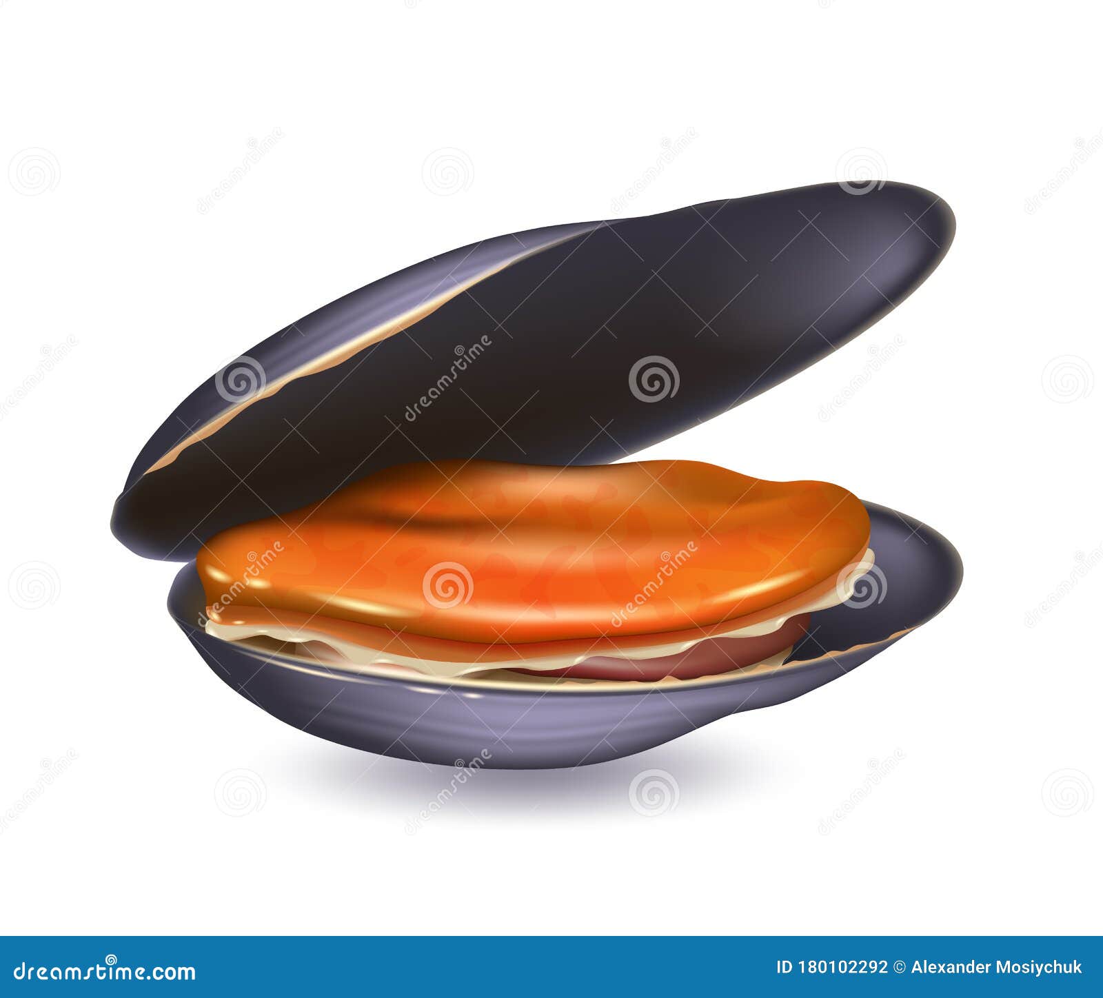 Mussels Cooked with Open Shell. Realistic Vector Illustration Isolated ...