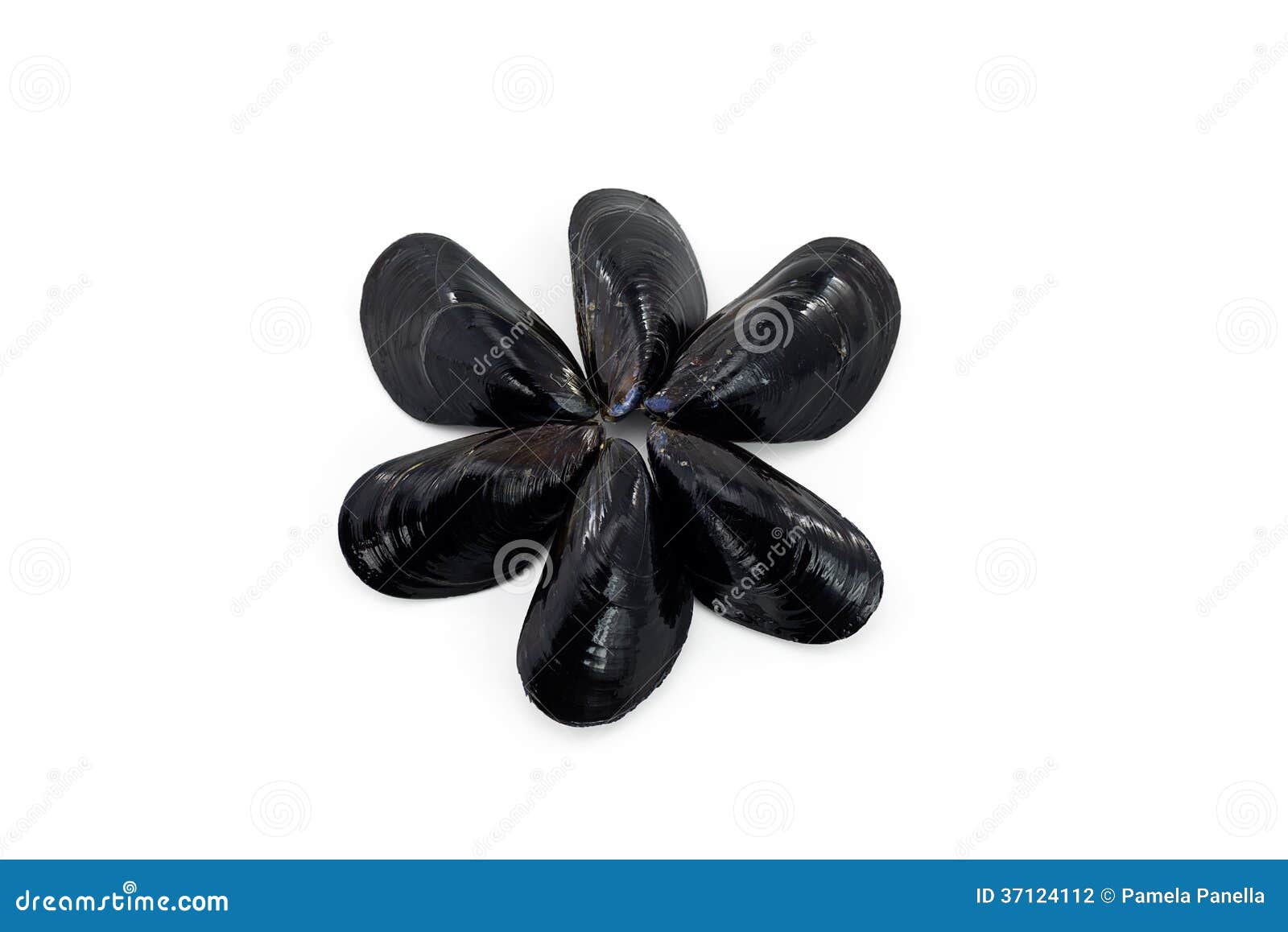 Mussels stock photo. Image of black, mussel, gourmet - 37124112