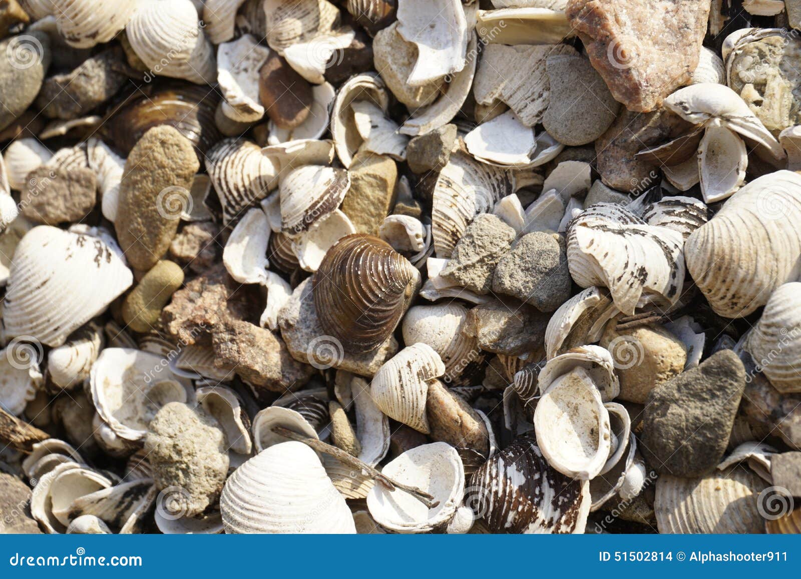 Mussels stock photo. Image of seafood, nature, oyster - 51502814