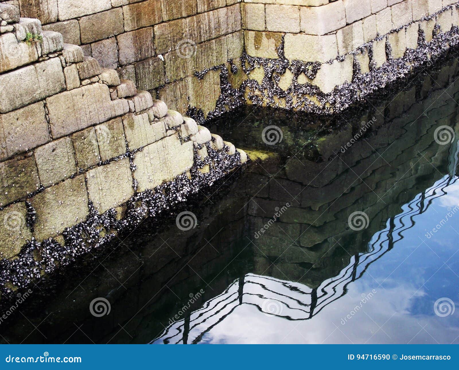 Mussels Hatchlings Clinging To the Wall Stock Photo - Image of ...