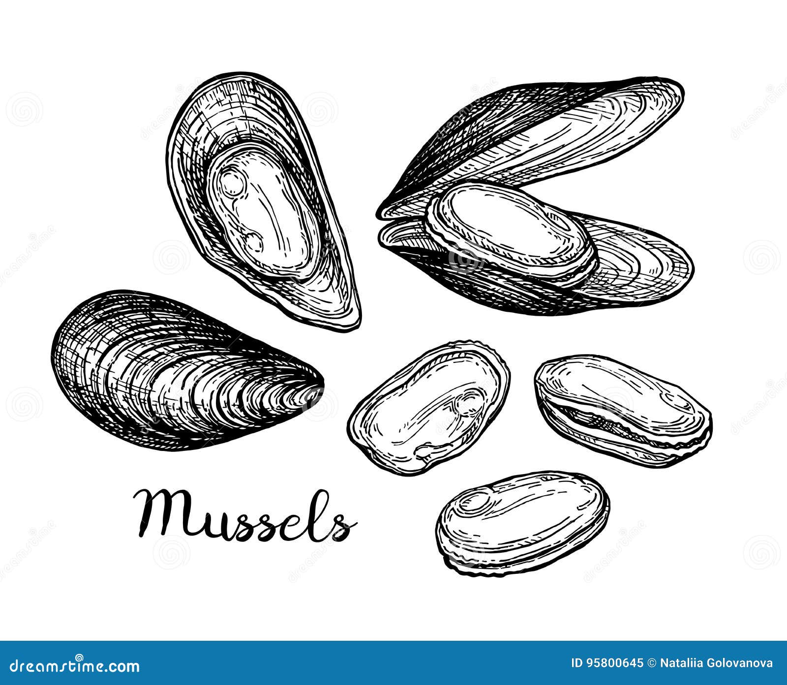 Mussels Ink Sketch Stock Vector Illustration Of Diet 95800645