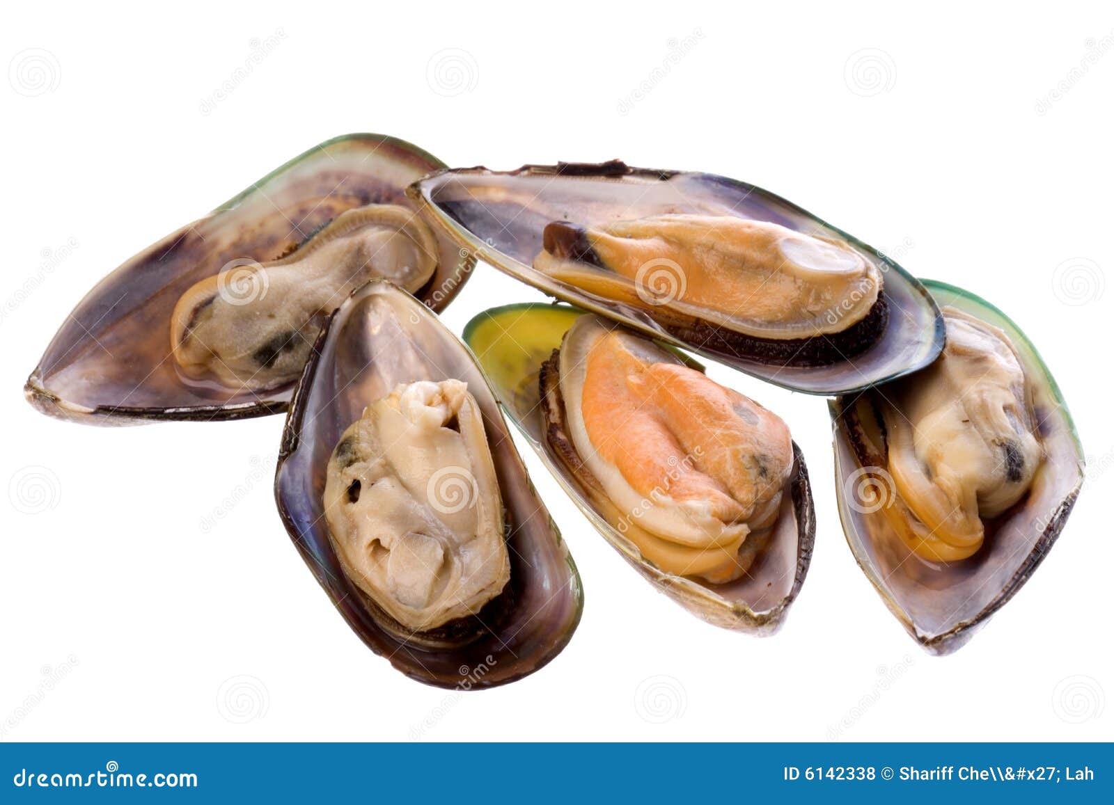Mussels Isolated stock photo. Image of nutrition, ocean - 6142338