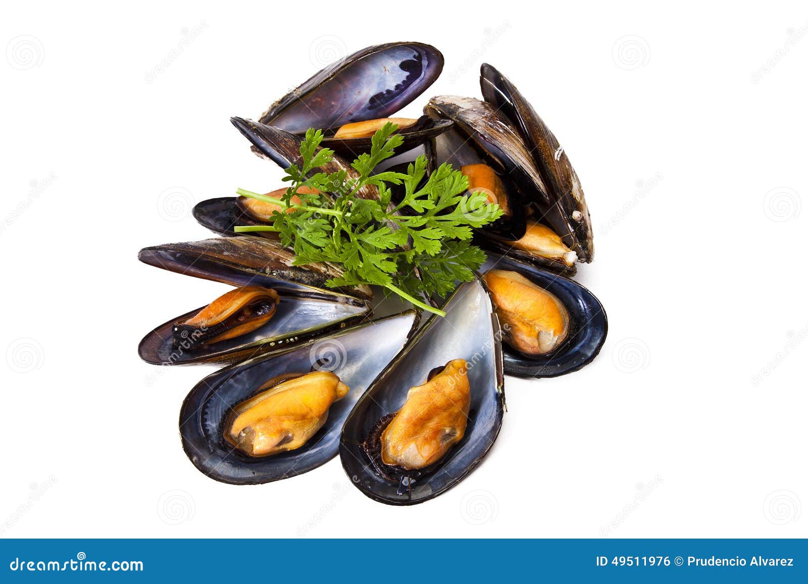Mussels isolated stock photo. Image of mollusk, ingredient - 49511976