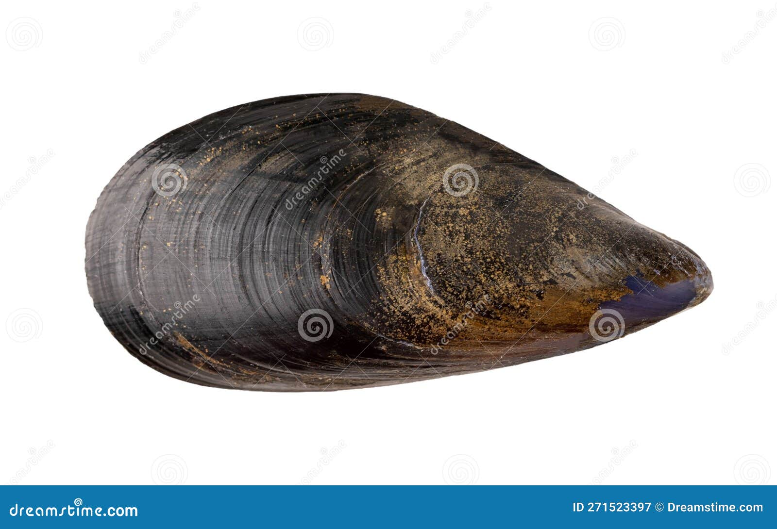 Mussels Isolated on White Background. Fresh Seafood. Fresh. Stock Image ...