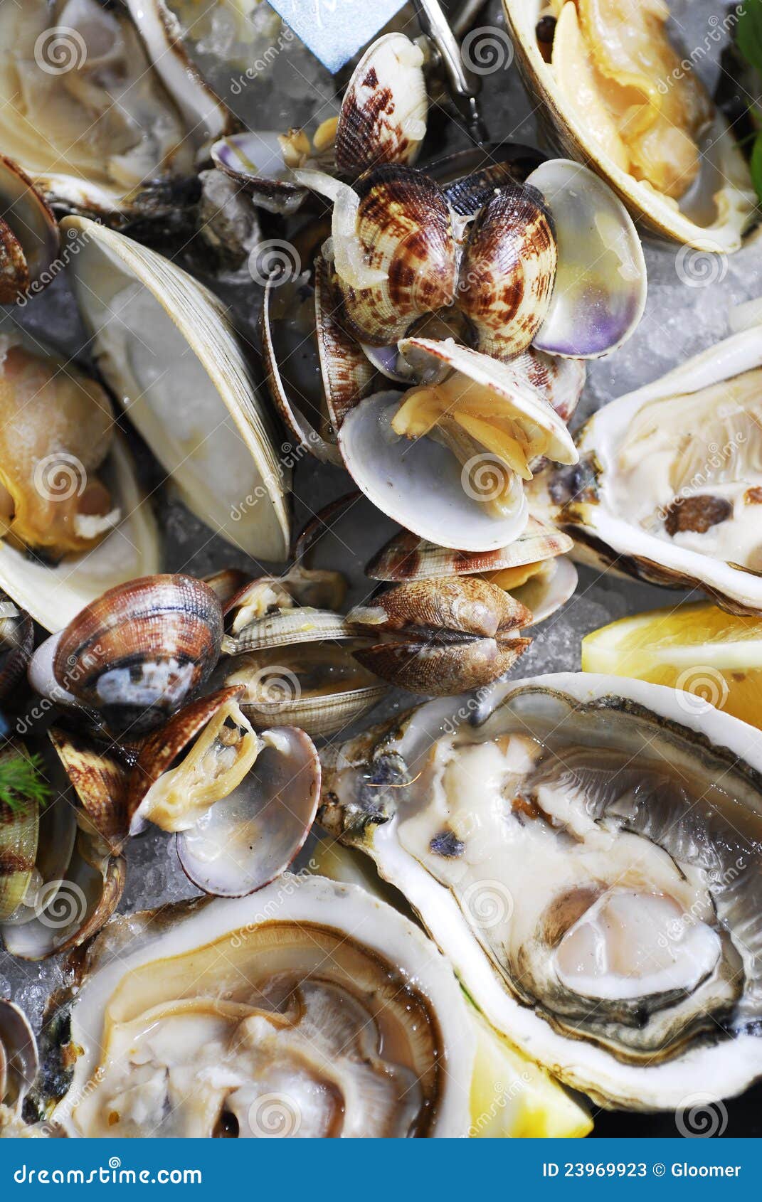 Mussels and oysters stock image. Image of marvelous, dining - 23969923
