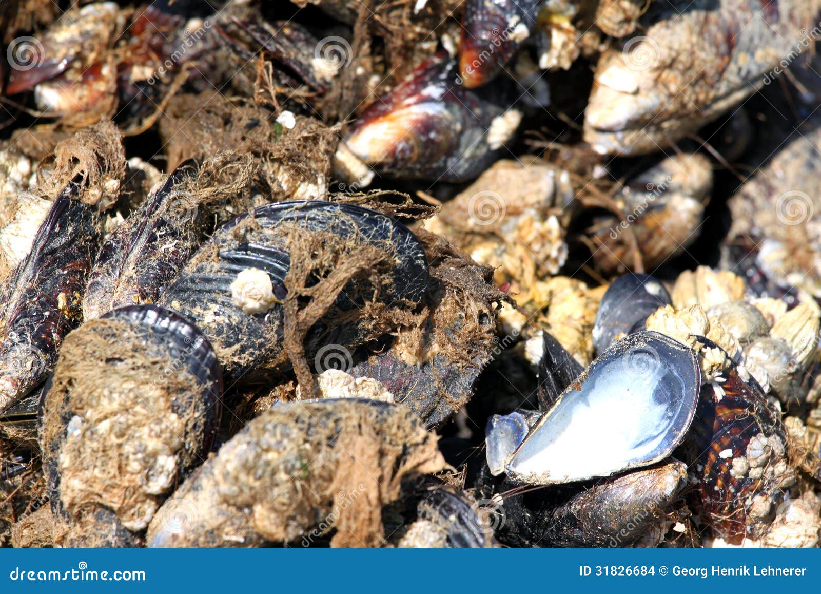 Mussels stock photo. Image of shore, shellfish, natural - 31826684