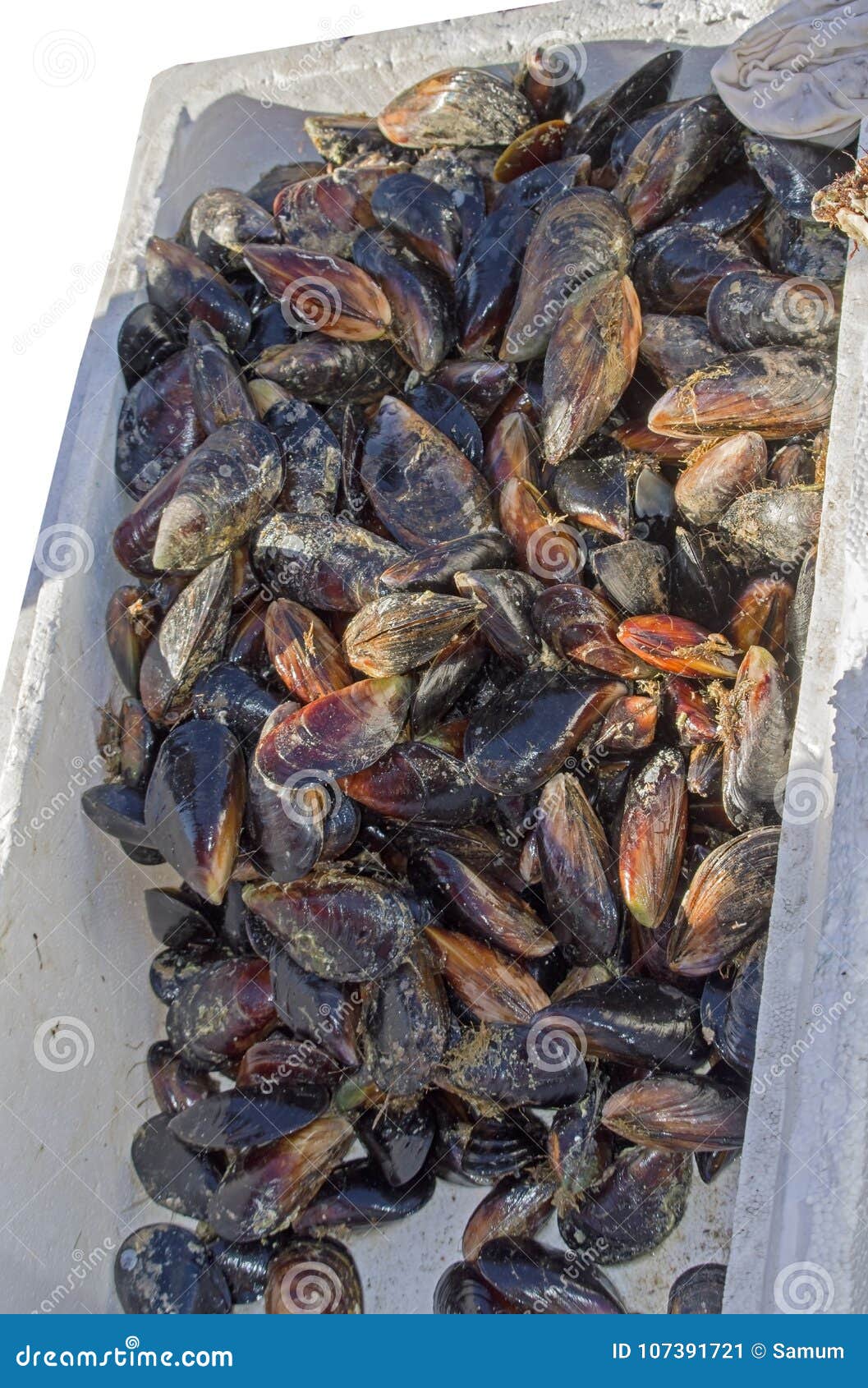 Mussels in plastic box stock image. Image of healthy - 107391721